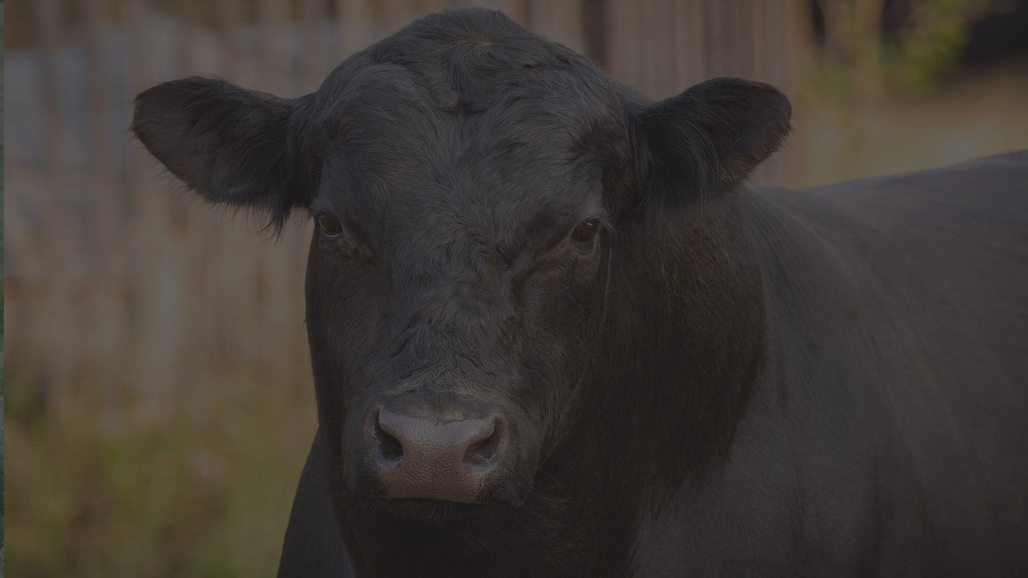 Angus Bulls For Sale – ZELE